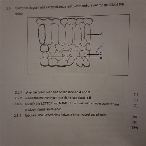 25 Study The Diagram Of A Dicotyledonous Leaf Below And Answer The Quest