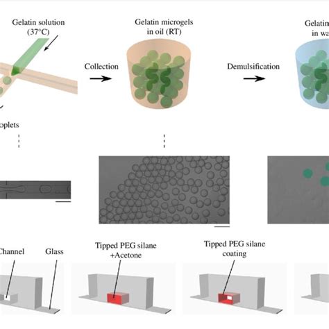 Preparation Of Protein Microgels A Schematic Of The Formation Of Download Scientific Diagram