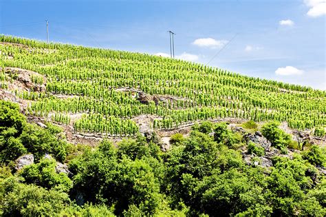 法国罗昂阿尔卑斯 科特罗蒂国家酒业植物葡萄农业风景生长种植栽培藤蔓高清图片下载 正版图片320552486 摄图网