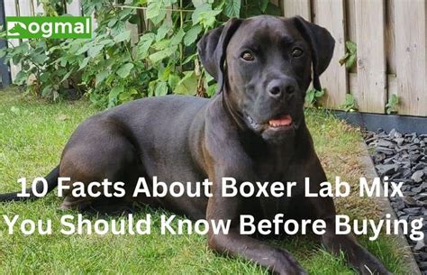 10 Facts About Boxer Lab Mix You Want To Know Before Buying