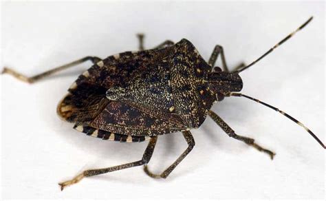 Can Stink Bugs Survive In Water Do They Swim