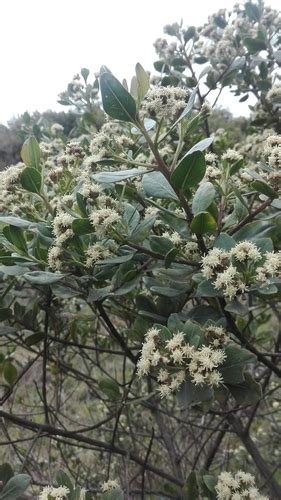 Baccharis Chilco · Inaturalist