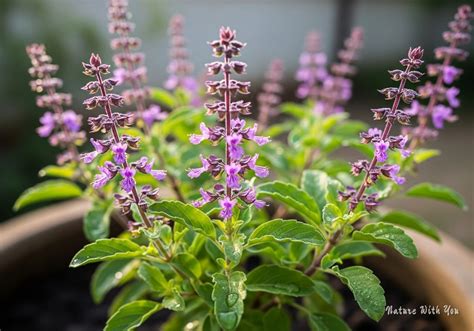 Tulsi Flowers And Their Soothing Effects Nature With You