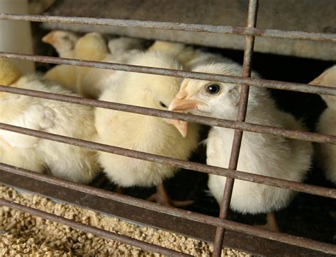 Ohio Reports First Human Case Of Bird Flu Heres What To Know