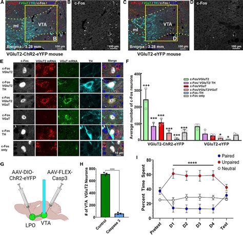 Lpo Glutamate Inputs To The Vta Signal Aversion Through Download