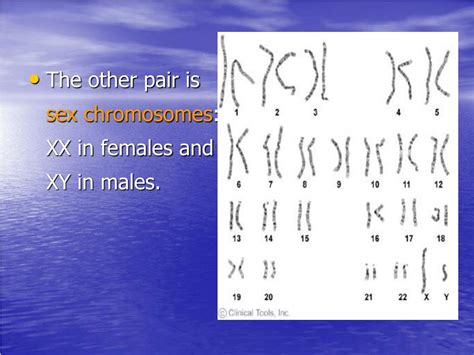 Ppt Chromosome Structure And Classification Powerpoint Presentation Free Download Id