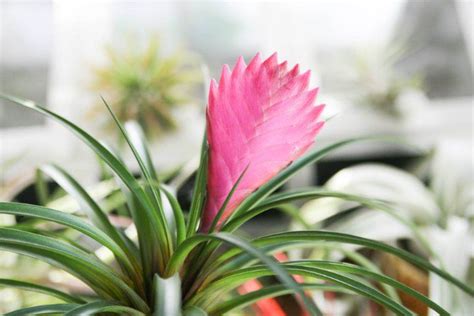 Διακόσμησε με 8 φυτά εσωτερικού χώρου που επιβιώνουν στην σκιά Plants Garden Decor