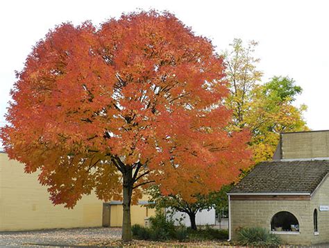 Fraxinus Americana Autumn Purple Landscape Plants Oregon State University