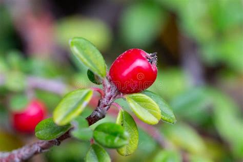 Cotoneaster Horizontalis Close Up Branches With Red Berries And Green