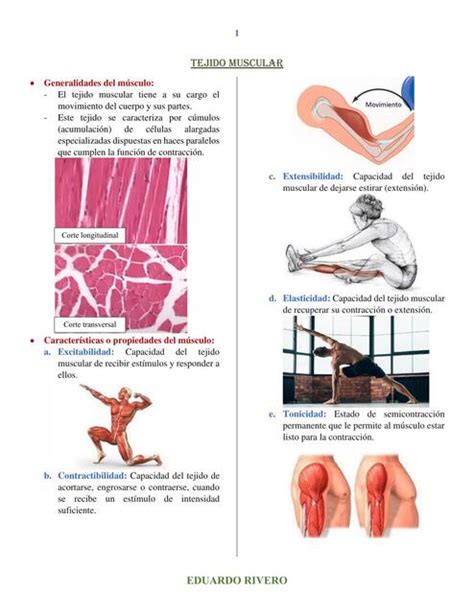 Tejido Muscular Histología Eduardo Rivero Udocz