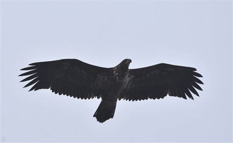 Sea Eagle Birdforum