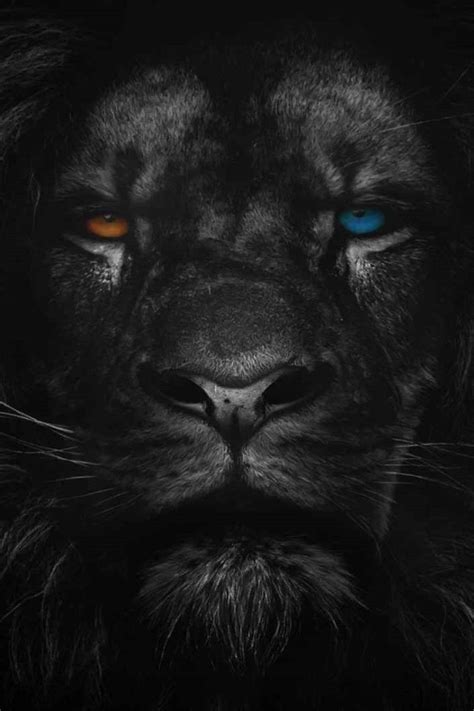 خلفيات شاشة فخمة Lion Wallpaper Lion Wallpaper Iphone Lion Live
