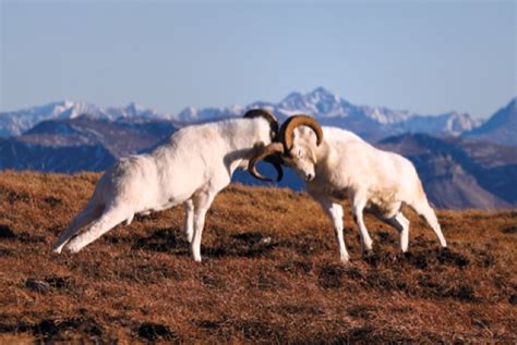 Large Animals Of Denali National Park