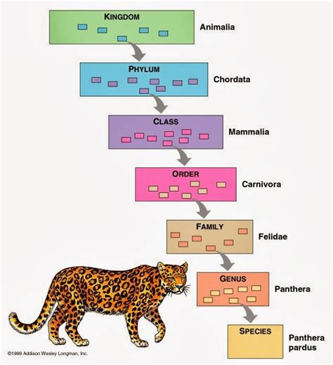Classification