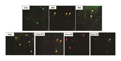 Evaluation Of The Sperm Dna Integrity In Control And Various Download Scientific Diagram