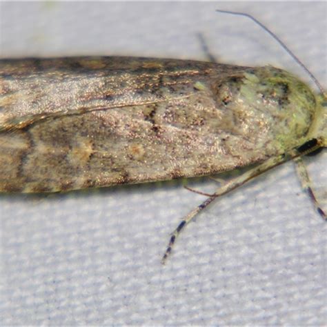 Spodoptera Exigua Beet Armyworm Naturemapr Australia