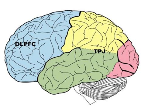 Dorsolateral Prefrontal Cortex Image Eurekalert Science News Releases