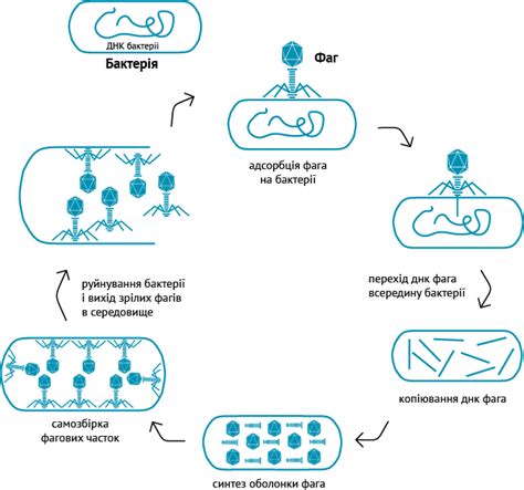 How Do Bacteriophages Kill The Bacteria