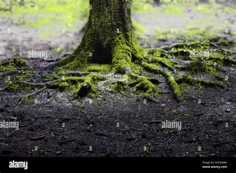 Tree With Large Tree Roots Stock Photo Alamy
