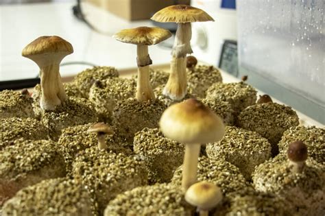 Colorado Voters Could Decide Whether To Legalize Psychedelic Mushrooms