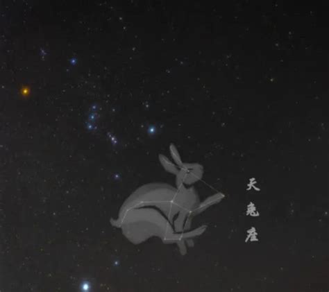 从古至今原来兔子有这么多美好的寓意兔年寻兔 展会新闻