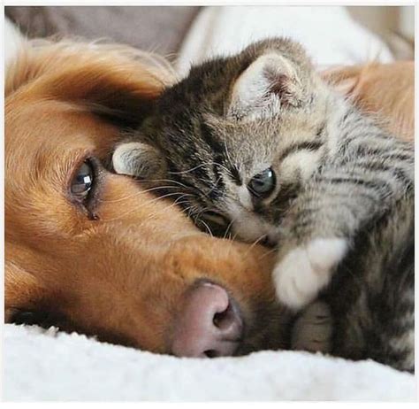 Фото Милых Собак И Кошек — Картинки фотографии