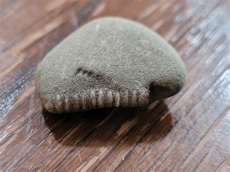 Some Kind Of Fossilized Worm Or Caterpillar R Fossilid