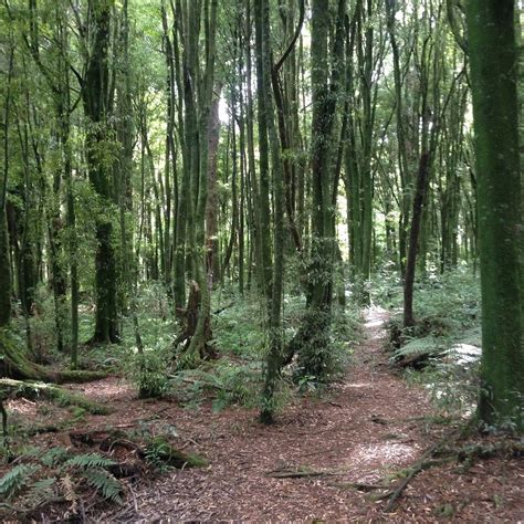 Jasmines Cafe And Thai Restaurant Taumarunui Restaurant Reviews