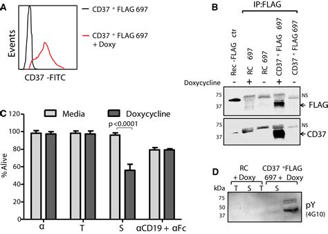 Tetraspanin Cd37 Directly Mediates Transduction Of Survival And