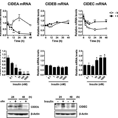 Suppression Of Cidea Expression Inhibits Starvation Induced Apoptosis Download Scientific