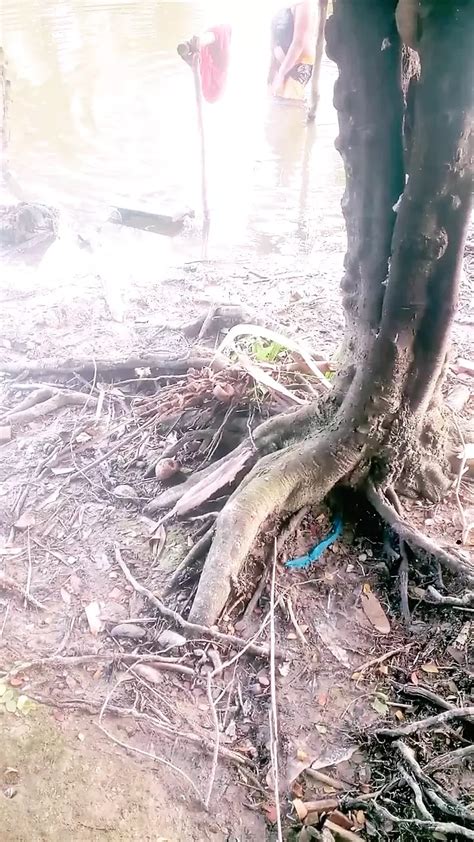 Pond Porn Videos Xhamster