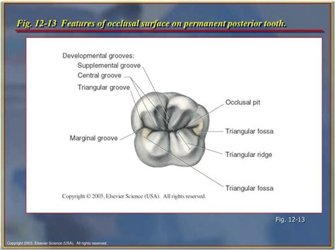 Triangular Fossa Teeth