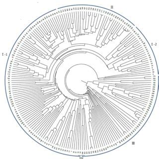 UPGMA Clustering Analysis Of 210 Varieties Group I Mainly From Yellow Download Scientific