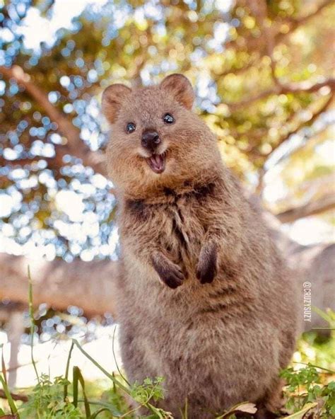 싱글벙글 3월 20일 국제 행복의 날 기념 호주 대사관에 올라온 쿼카 사 싱글벙글 지구촌 마이너 갤러리