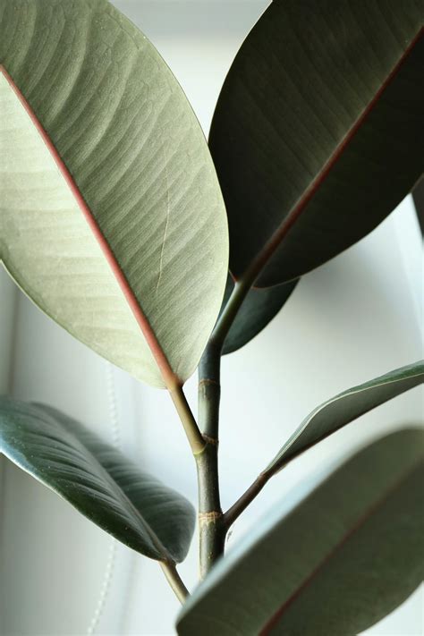 Ficus 고무 공장 고무 나무 고요한 관엽 식물 나뭇잎 녹색 녹색 디자인 녹지 단순한 아름다움 단순한 우아함 도시 정글 러시아 리프 텍스처