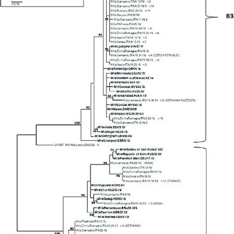 Phylogenetic Tree Constructed By Using The Maximum Likelihood Method Download Scientific