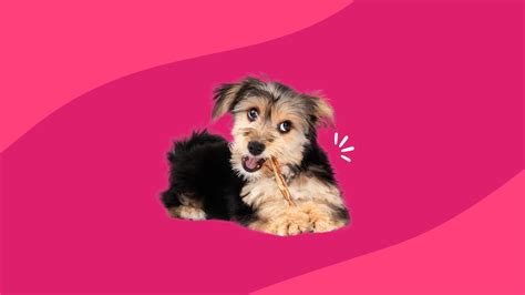 Trazodone Dosage For Dogs Dosage And Safety