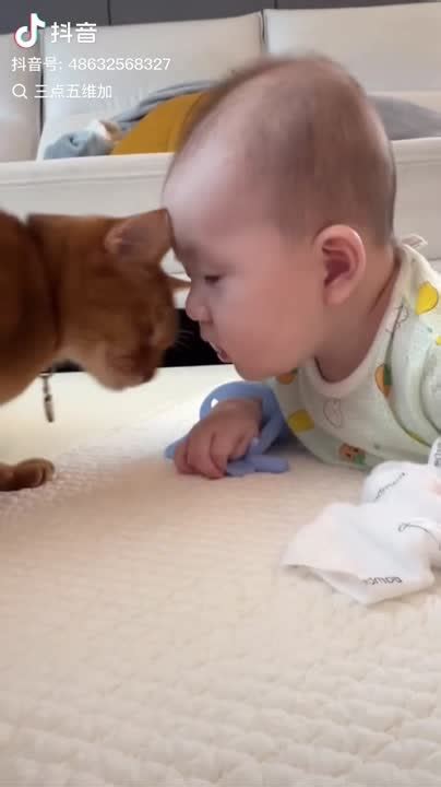 Qulub Sajjad On Linkedin A Wonderful Combination Many People Adore Cats And Experience The Joy Of