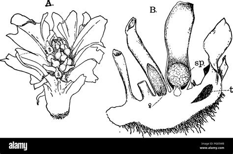 This Work Explores The Structure And Development Of Mosses And Ferns