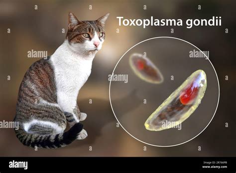 Ear Mites Under Microscope Toxoplasmosis Covid 19 In Gorillas