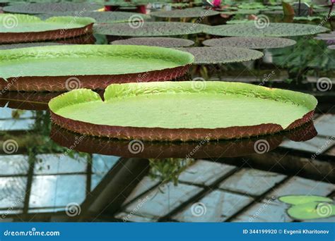 Floating Leaves And Green Bowl In Serene Minimalist Still Life Ai