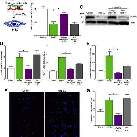 Hepatocyte Derived Extracellular Vesicles Evs Are Released During Download Scientific Diagram