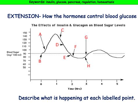 Homeostasis And Response Glucose Regulation Teaching Resources