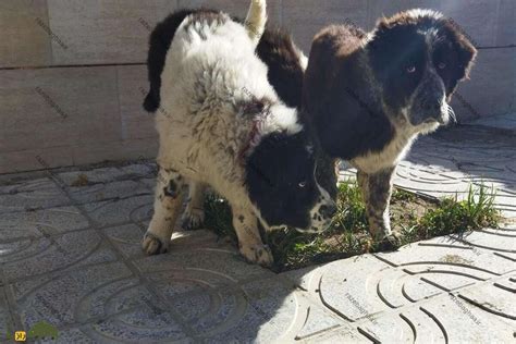 سگ خشن و شجاع ایرانی؛ قیمت سگ لُری یا سگ قدرهیجانی چقدر است؟