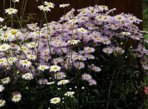 Мелколепестник красивый, эригерон Erigeron speciosus - фото описание ...