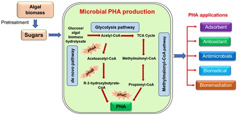 Valorization Of Algal Biomass To Produce Microbial Polyhydroxyalkanoates Recent Updates