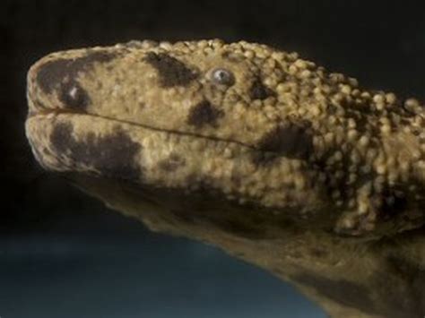 Japanese Giant Salamanders