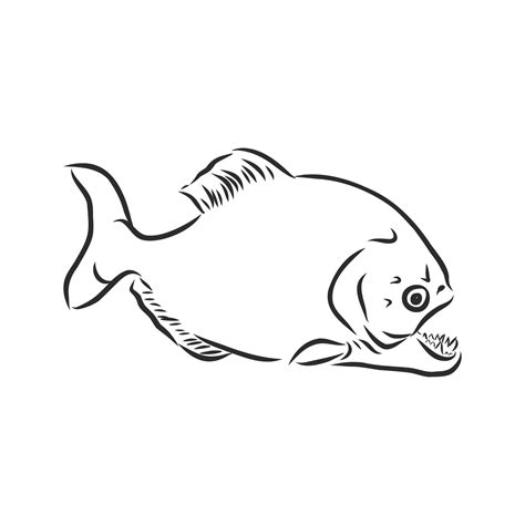Piranha Sketch