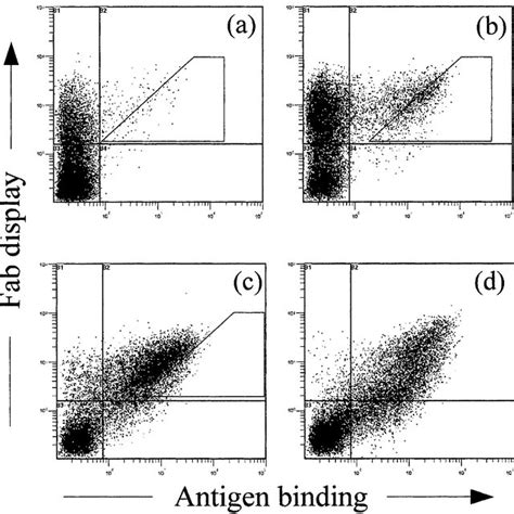 Functional Evaluation Of Fab Display On Yeast Cells A Two Identical