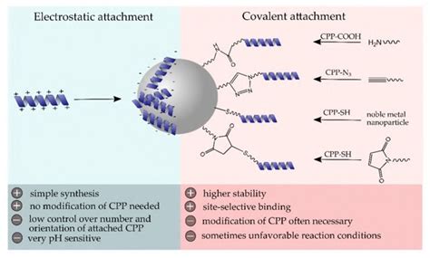 Conjugation Of Peptides On Nanoparticle Np By Electrostatic Download Scientific Diagram